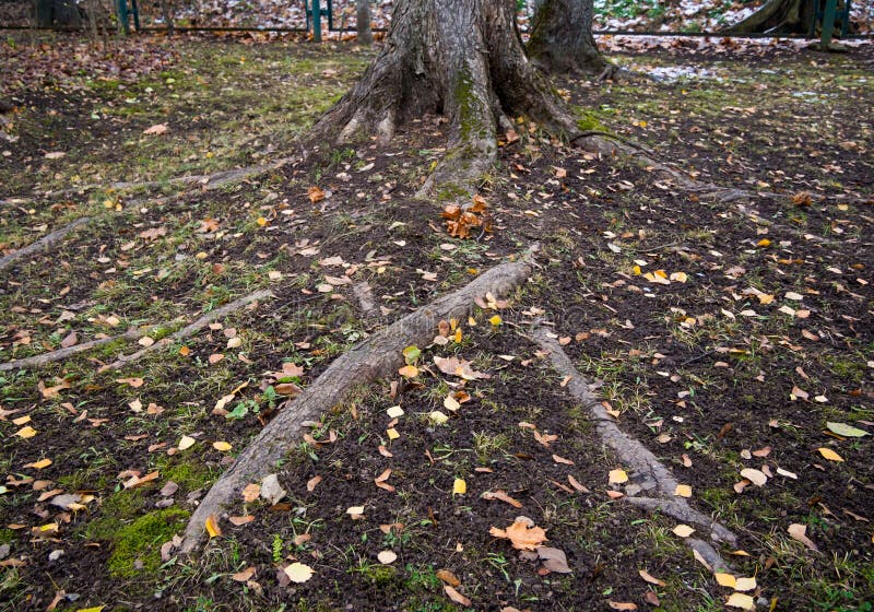 The Root System of a Tree Sticking Out of the Ground Stock Image ...
