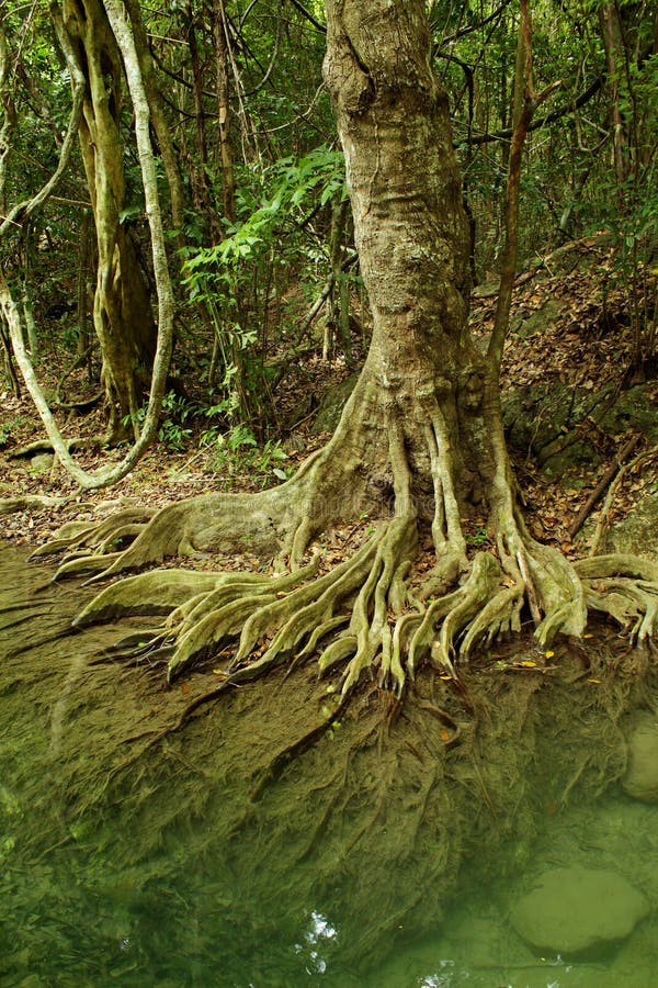 Root System of a Tree in Tropical Forest Stock Photo - Image of green ...