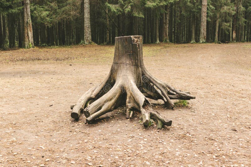 The Root System of the Tree is Visually Nature Education Wild Stock ...