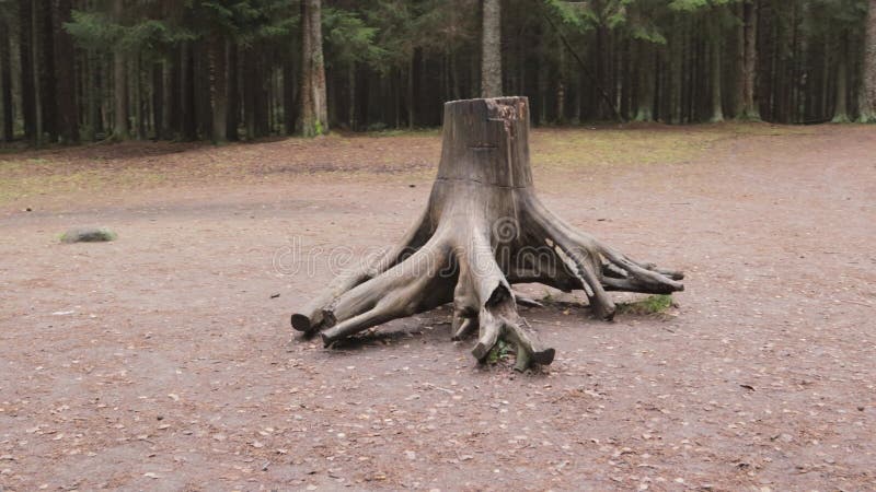 The Root System of the Tree is Visually Nature Education Wild Stock ...