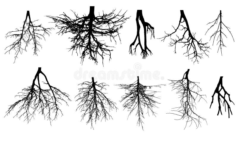 Root System of Trees. Set of Rootage Stock Vector - Illustration of ...