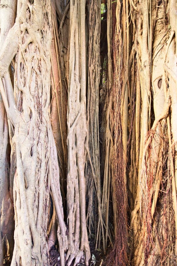 The Root System and Trunk of a Huge Banyan Tree in Key West Florida Usa ...