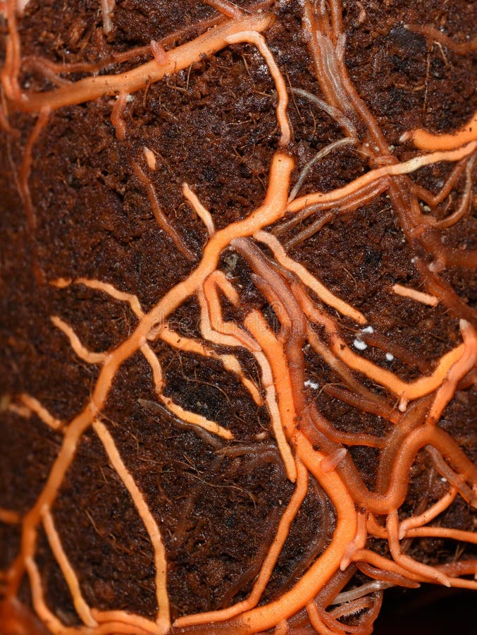 Root System Underground in Soil Stock Image - Image of strong, garden ...