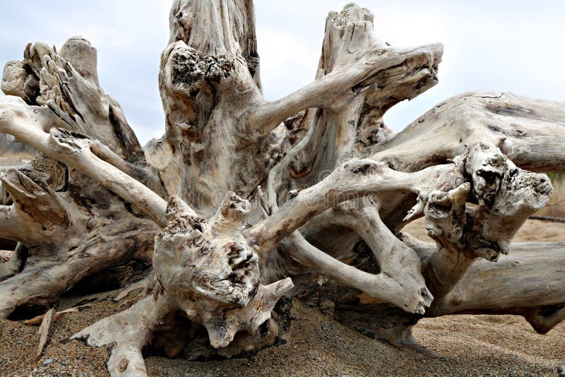 Root System of Weathered Eroded Tree Trunk Washed Up on the Beach Stock ...
