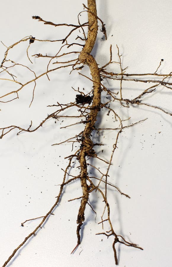 Root System on a White Background Stock Image - Image of small, ground ...