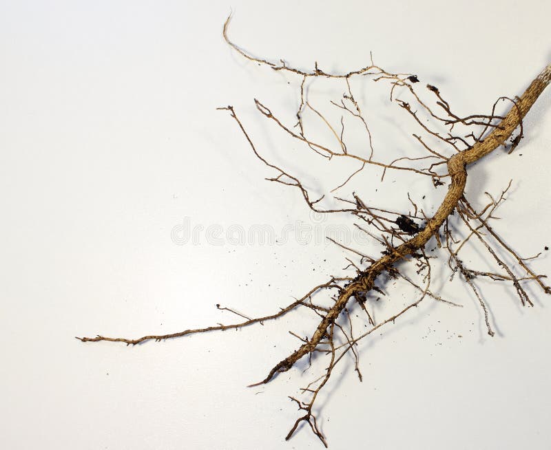 Root System of Green Plant. Stock Image - Image of nature, land: 6770335