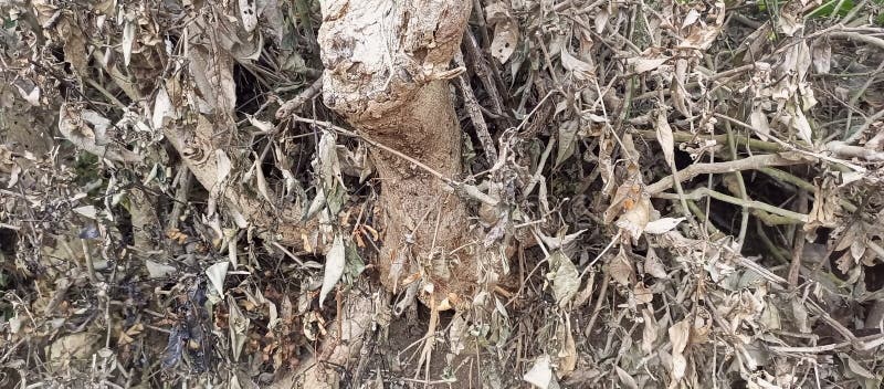 Root System with White Powder Residue Stock Photo - Image of branch ...