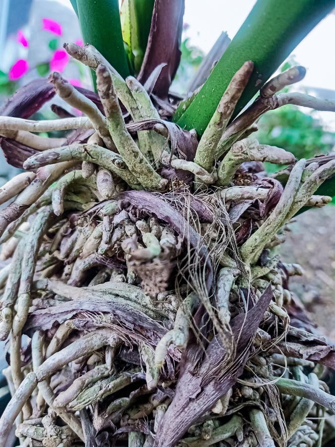 Root Texture of Antorium Flower Plant Stock Photo - Image of texture ...