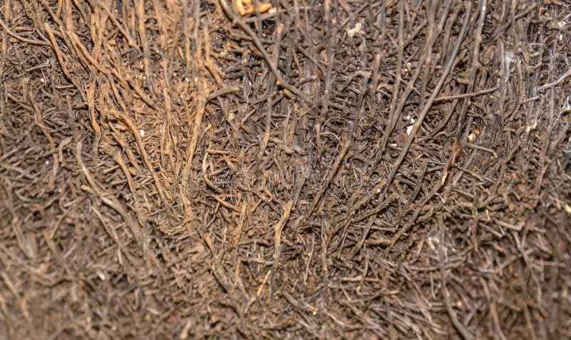 Root texture stock image. Image of vegetable, brown, surface - 67165541