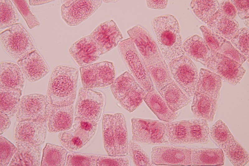 Mitosis Cell in the Root Tip of Onion Under a Microscope. Stock Photo ...