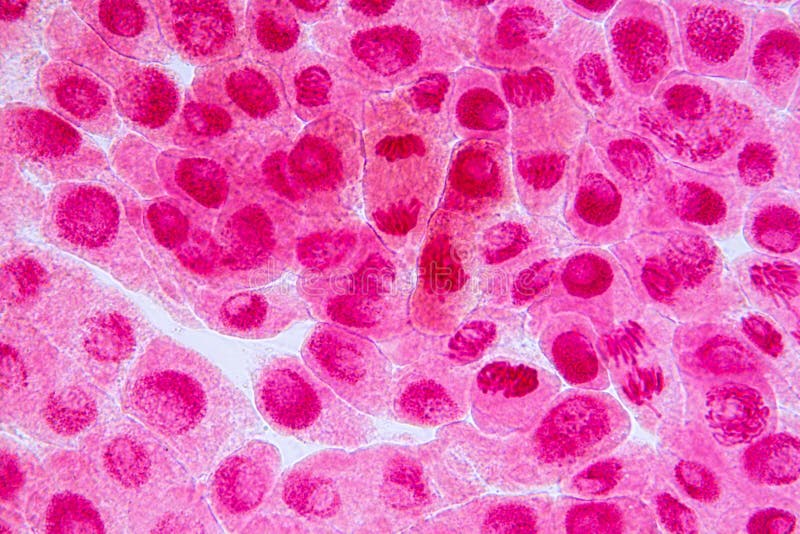 Root Tip of Onion and Mitosis Cell in the Root Tip of Onion. Stock ...