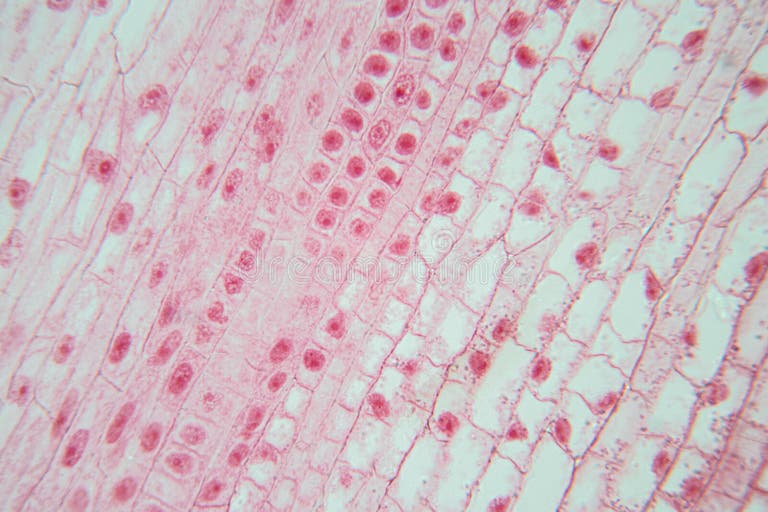Mitosis Cell in the Root Tip of Onion Under a Microscope. Stock Photo ...