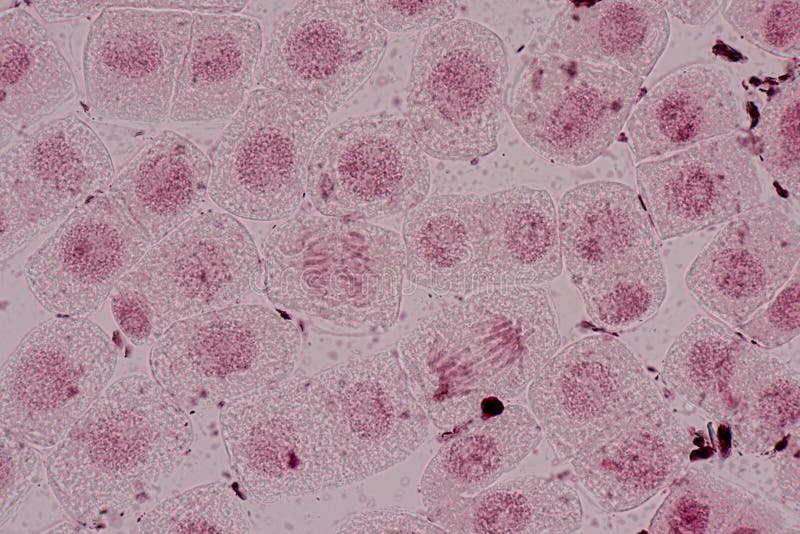 Mitosis Cell in the Root Tip of Onion Under a Microscope. Stock Photo ...