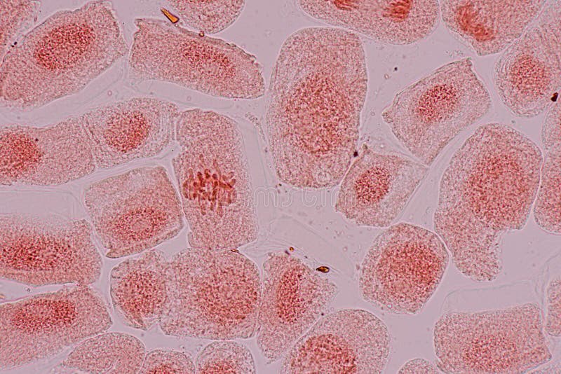 Mitosis Cell in the Root Tip of Onion Under a Microscope. Stock Photo ...