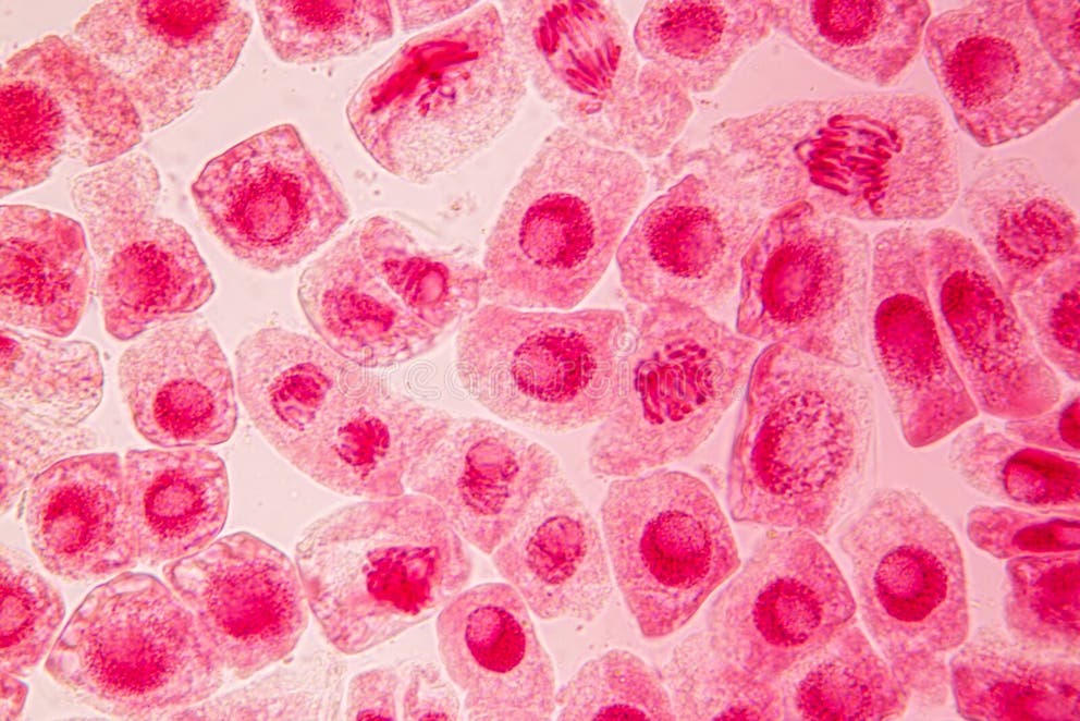 Root Tip of Onion and Mitosis Cell in the Root Tip of Onion Under a ...