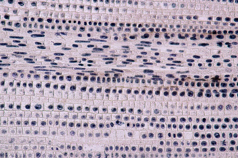 G1 Phase Mitosis Stock Photos - Free & Royalty-Free Stock Photos from ...