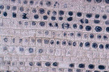 G1 Phase Mitosis Stock Photos - Free & Royalty-Free Stock Photos from ...