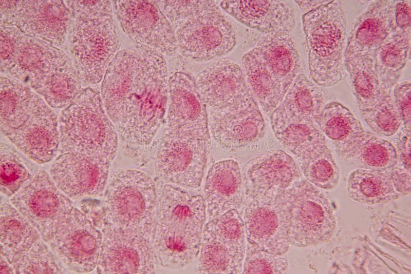 Mitosis Cell in the Root Tip of Onion Under a Microscope. Stock Image ...