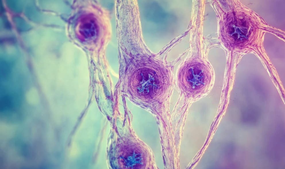 Root Tip of Onion and Mitosis Cell in the Root Tip of Onion Under a ...