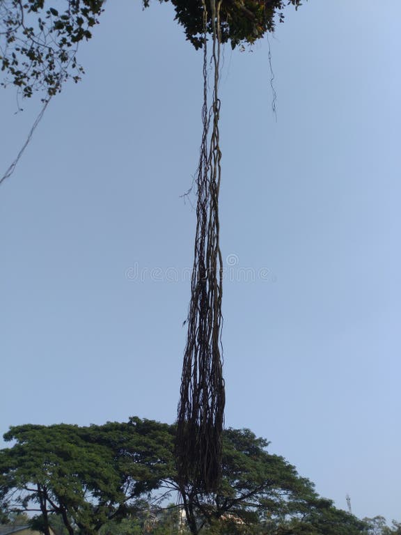 Root stock image. Image of tree, railway, station, root - 131572553