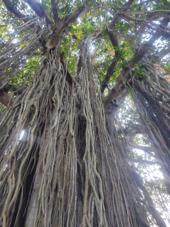 Root Touching Ground of Tree Stock Image - Image of jungle, trunk ...