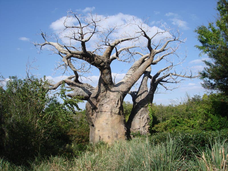 Root Tree stock photo. Image of trees, upside, stem, branches - 12534722
