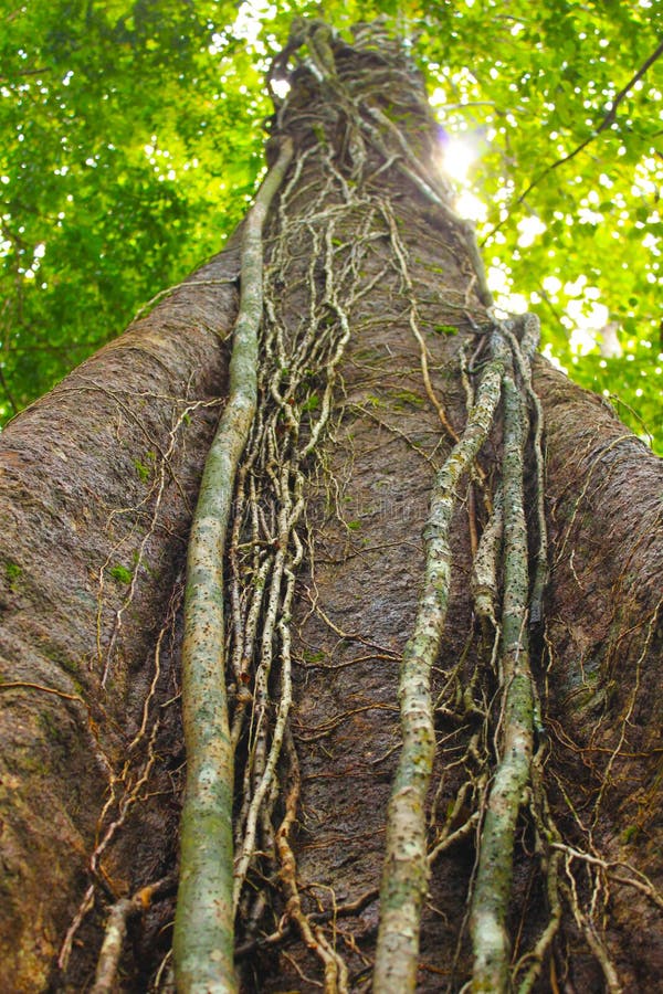 Root Tree stock image. Image of tree, nature, trunk, natural - 15760487
