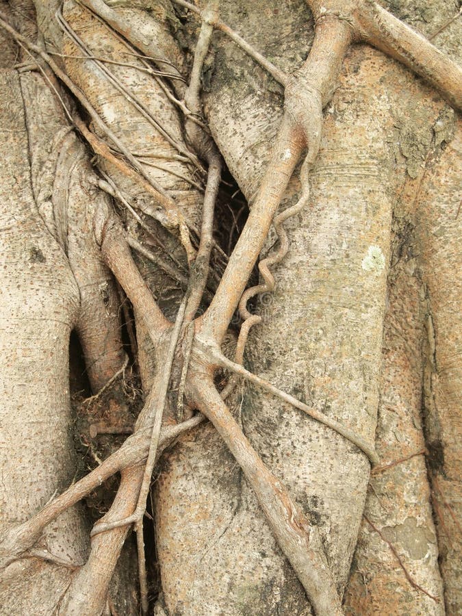 Root of the tree stock image. Image of green, plant - 192384953