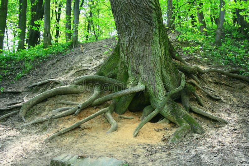 Tree root stock photo. Image of branch, spruce, woods - 6375988