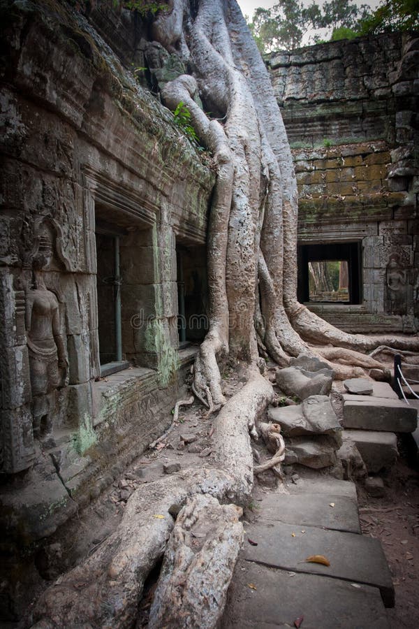 Root of the Tree, Angkor Wat, Cambodia Stock Photo - Image of journey ...
