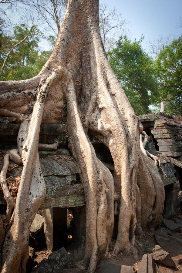 Root of the Tree, Angkor Wat, Cambodia Stock Photo - Image of journey ...