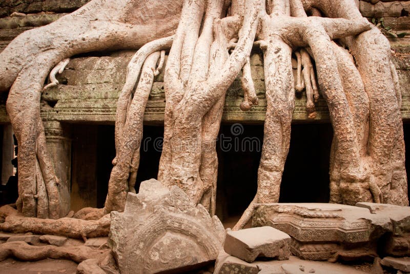 Root of the Tree, Angkor Wat, Cambodia Stock Photo - Image of journey ...