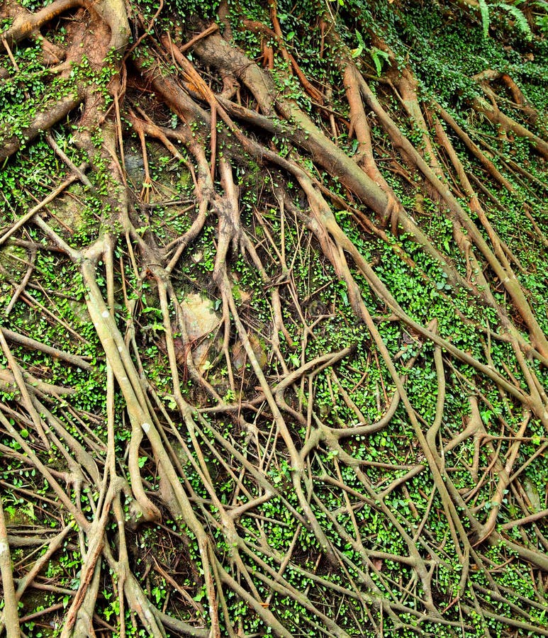 Root of the tree stock image. Image of green, brown - 145341901