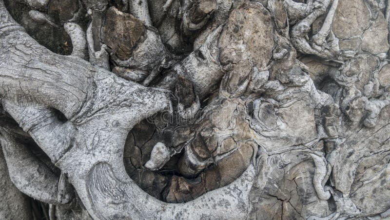 Close-up of Large Tree Roots Stock Photo - Image of tree, beautiful ...
