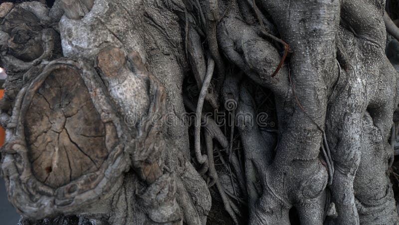 Close-up of Large Tree Roots Stock Image - Image of tree, ancient ...
