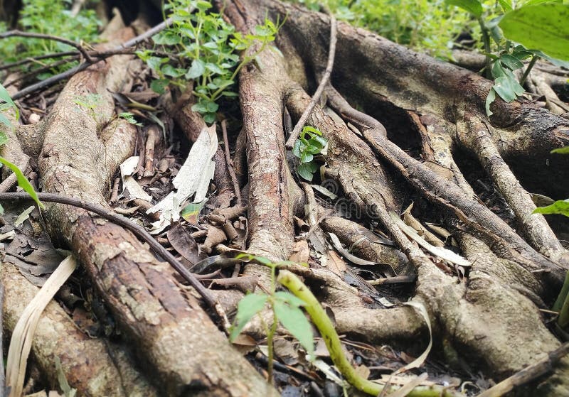 Root of the tree stock image. Image of leaf, reptile - 265846793