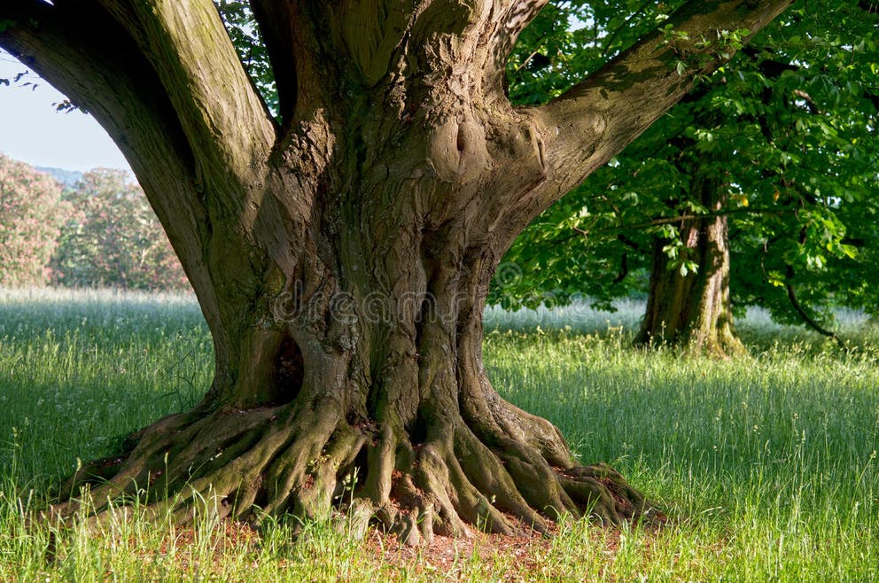 Root tree stock image. Image of limb, carrot, spring - 54684083