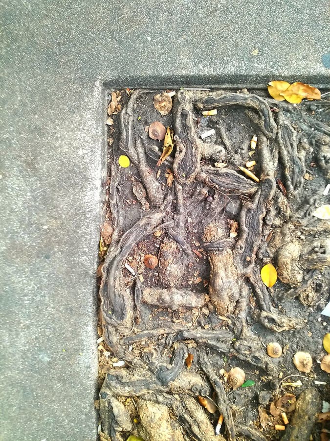 Root tree and border stock image. Image of anfd, footpath - 44718753