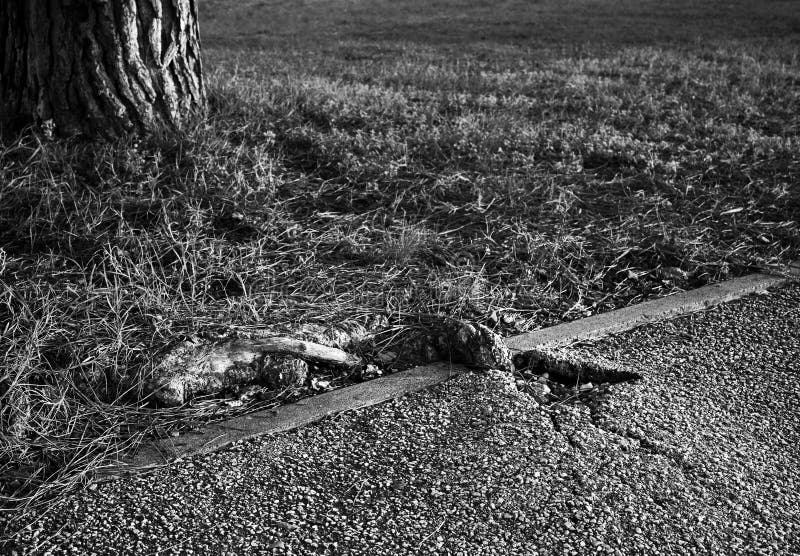 426 Tree Breaking Ground Stock Photos - Free & Royalty-Free Stock ...