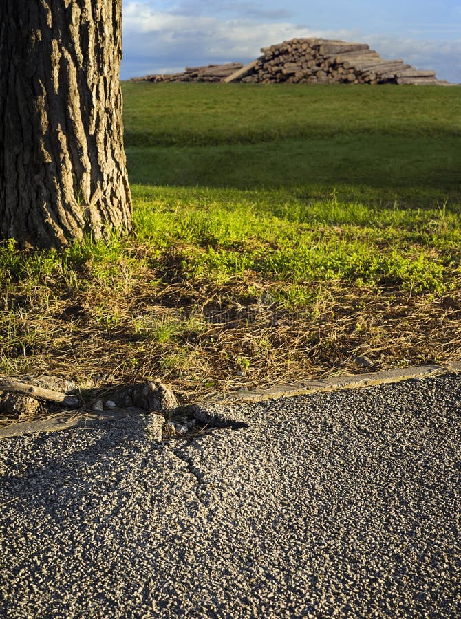 426 Tree Breaking Ground Stock Photos - Free & Royalty-Free Stock ...