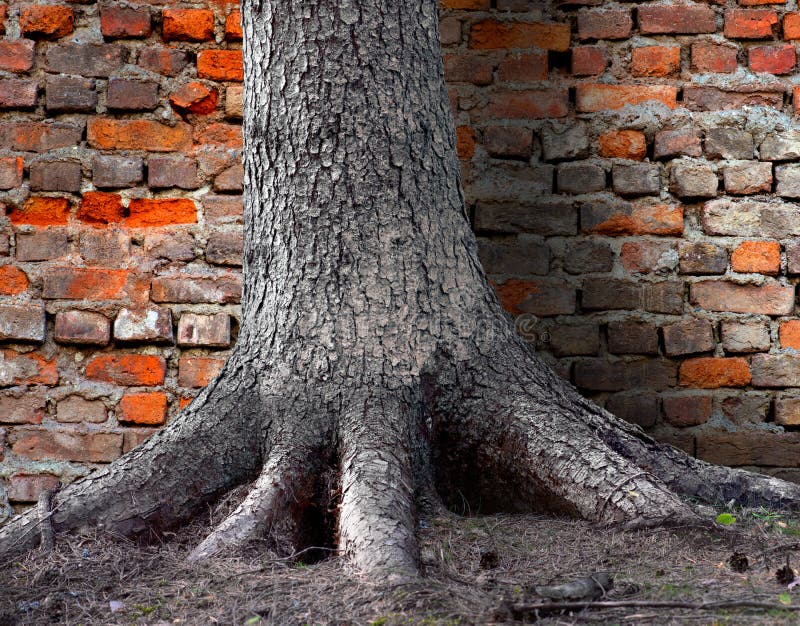 Root of tree by brick wall stock image. Image of coniferous - 37726499