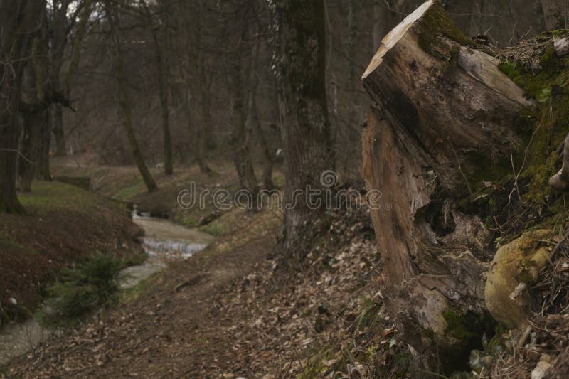 Late autumn stock image. Image of fall, foliage, leaf - 112421899