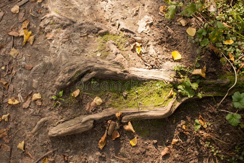 The Root of the Tree on the Earth`s Surface Fall Stock Image - Image of ...