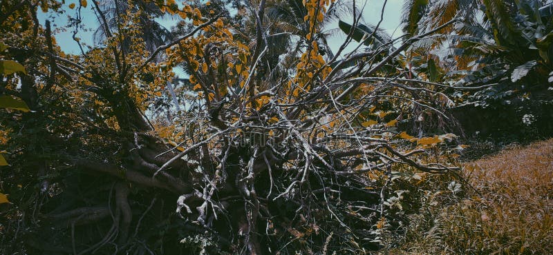 Root of tree fall stock image. Image of preset, sunlight - 228762523