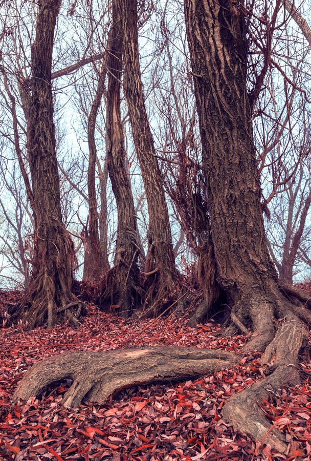 Root tree with fall leaves stock photo. Image of autumnal - 64111914