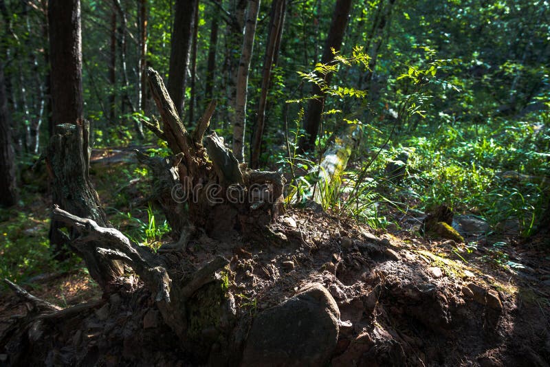 The Root of a Tree that Fell from the Wind Stock Image - Image of roots ...