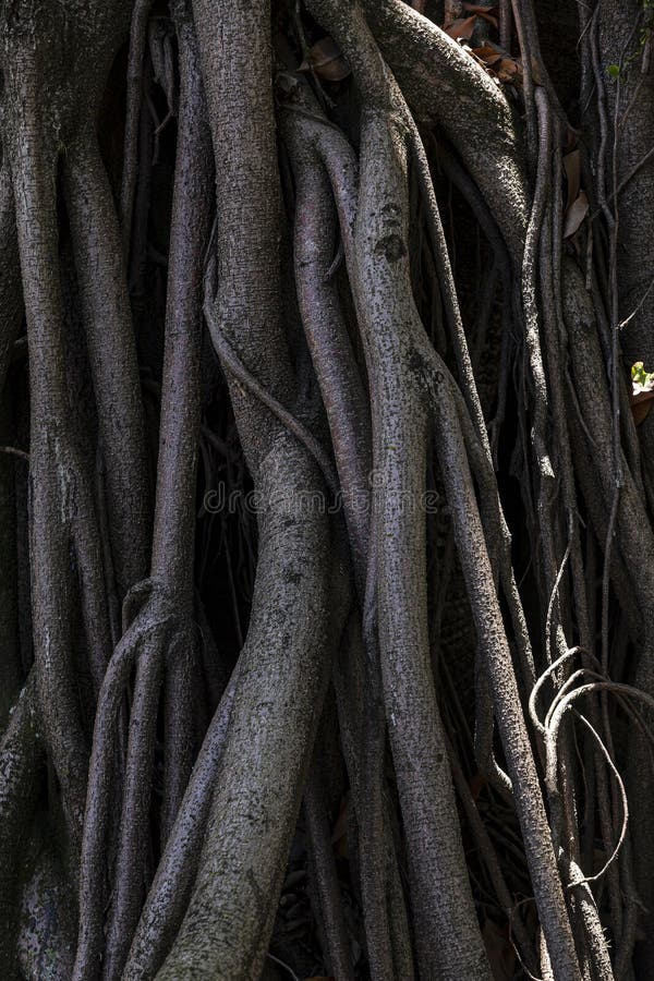 Root tree in forest stock image. Image of rainforest - 237911811