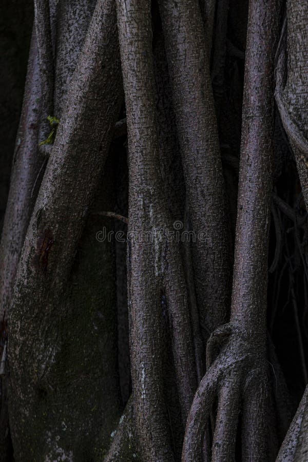 Root tree in forest stock photo. Image of closeup, environment - 237911816