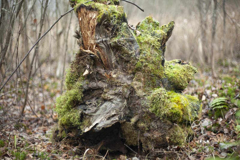 Root of Tree in Forest. Fallen Tree. Details of Nature. Dry Stump Stock Photo - Image of covered ...