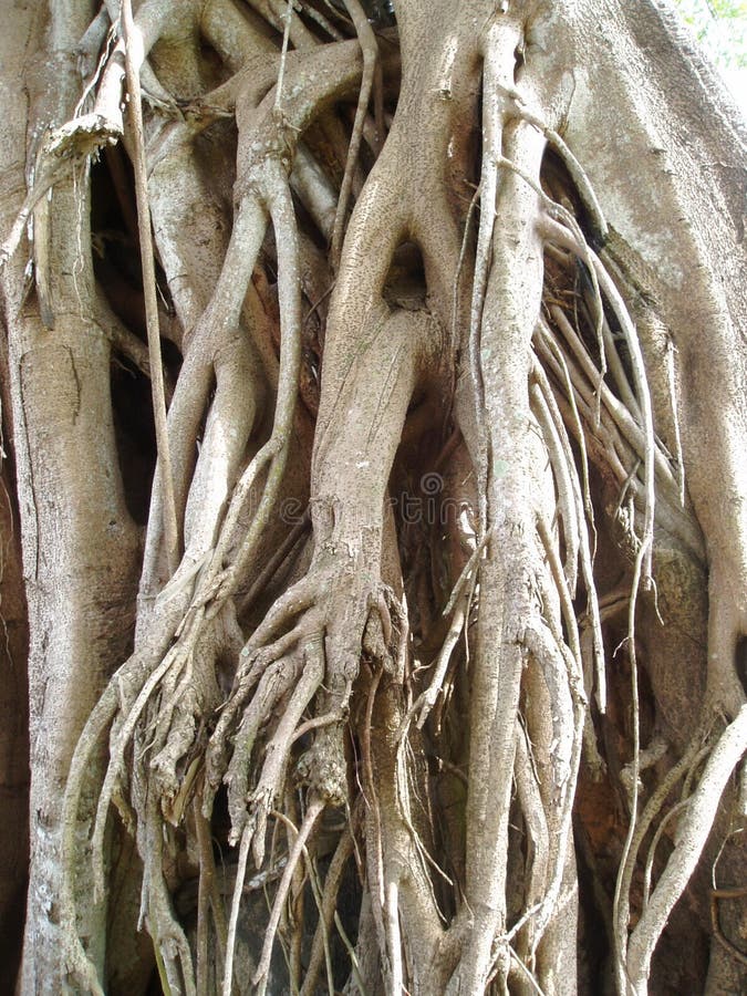 Root stock image. Image of wild, root, tree, jungle - 152465251